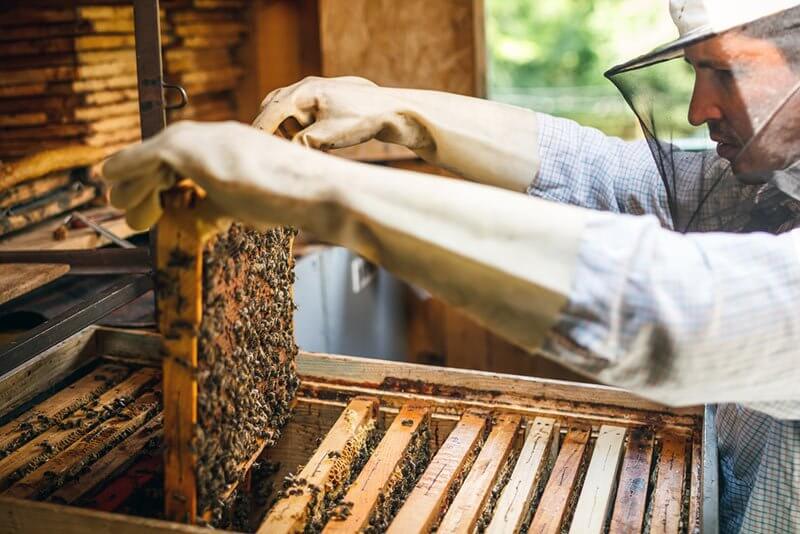 Why Are the Bees Dying? Problems With Commercial Beekeeping