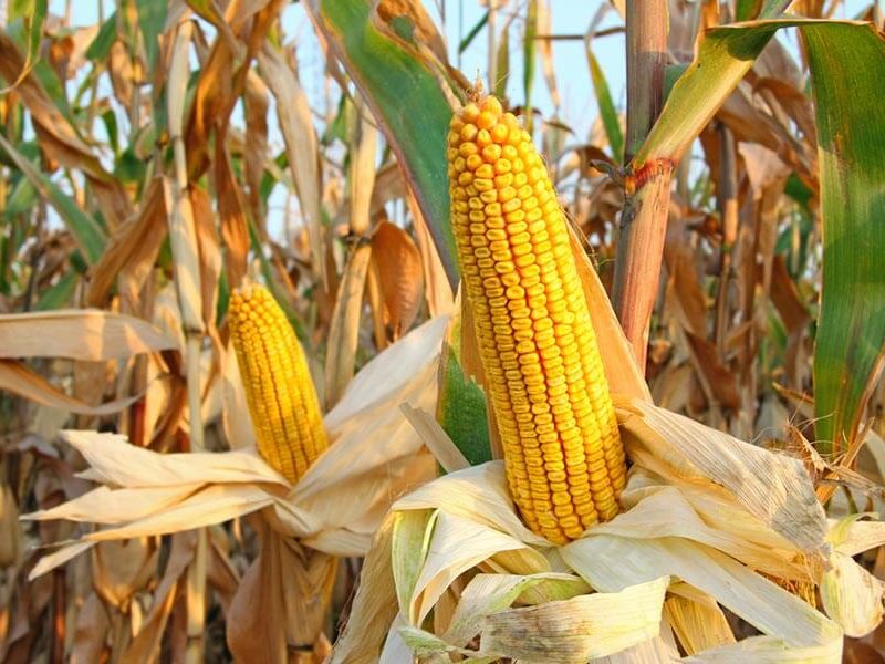 Is This Toxic Pesticide In Your Food? The Truth About Bt Corn - Well.Org