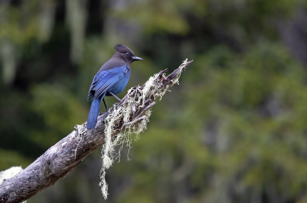 The Birds and The Trees: Two Pivotal Events in America's Ecosystem ...