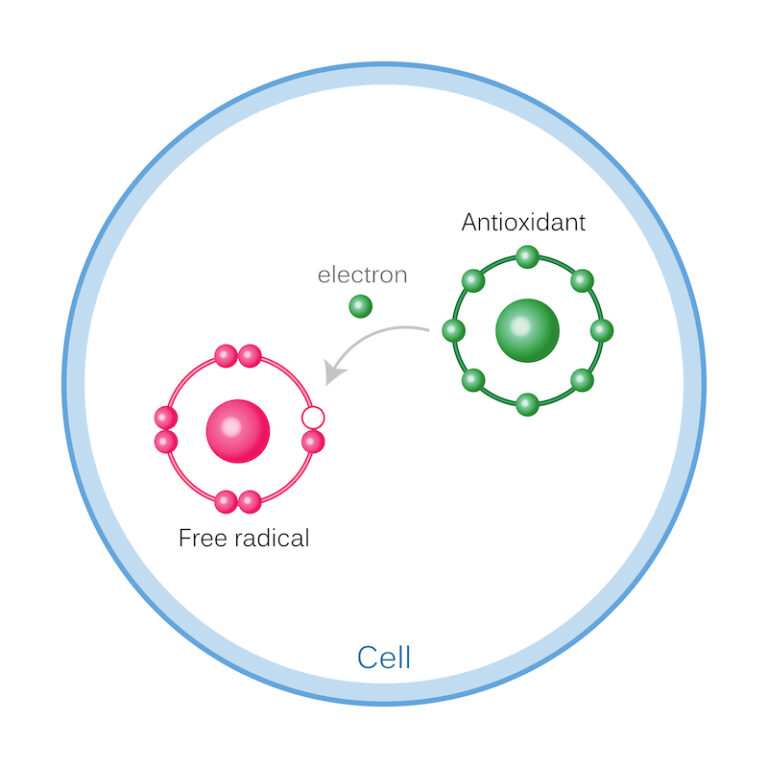 What Is Oxidative Stress and How Is It Affecting You?